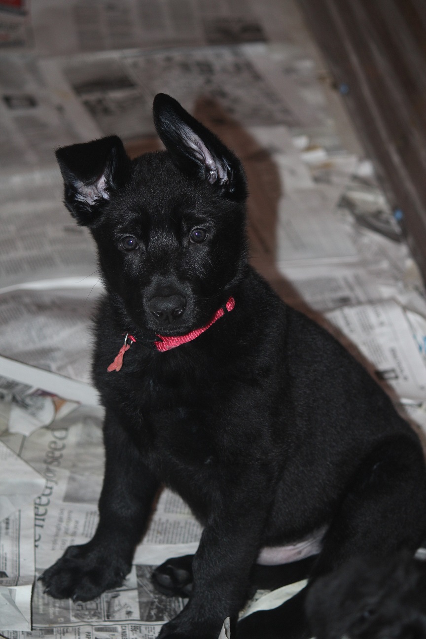 German Shepherd Breeders in Michigan