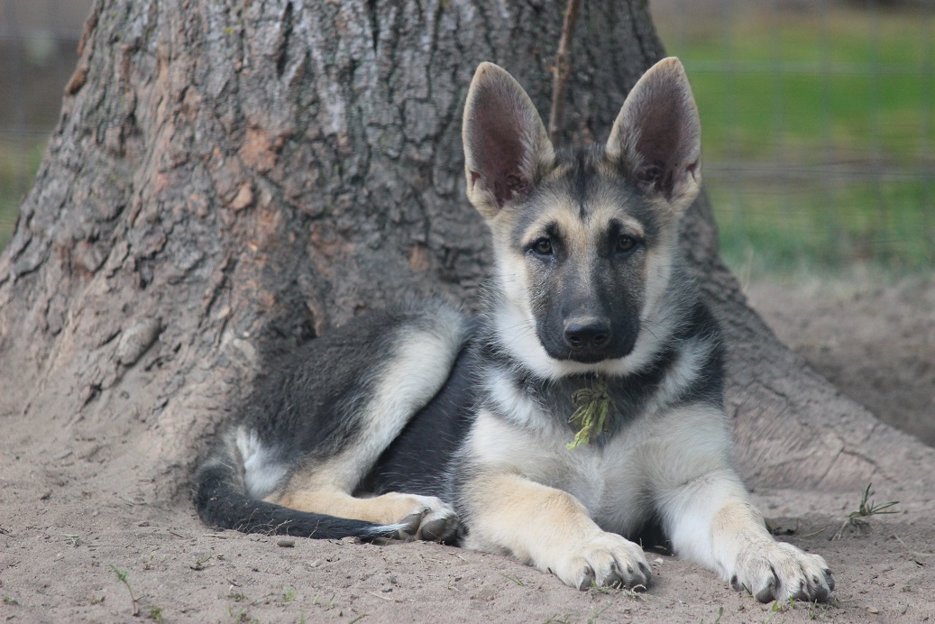 German Shepherd Breeders Michigan