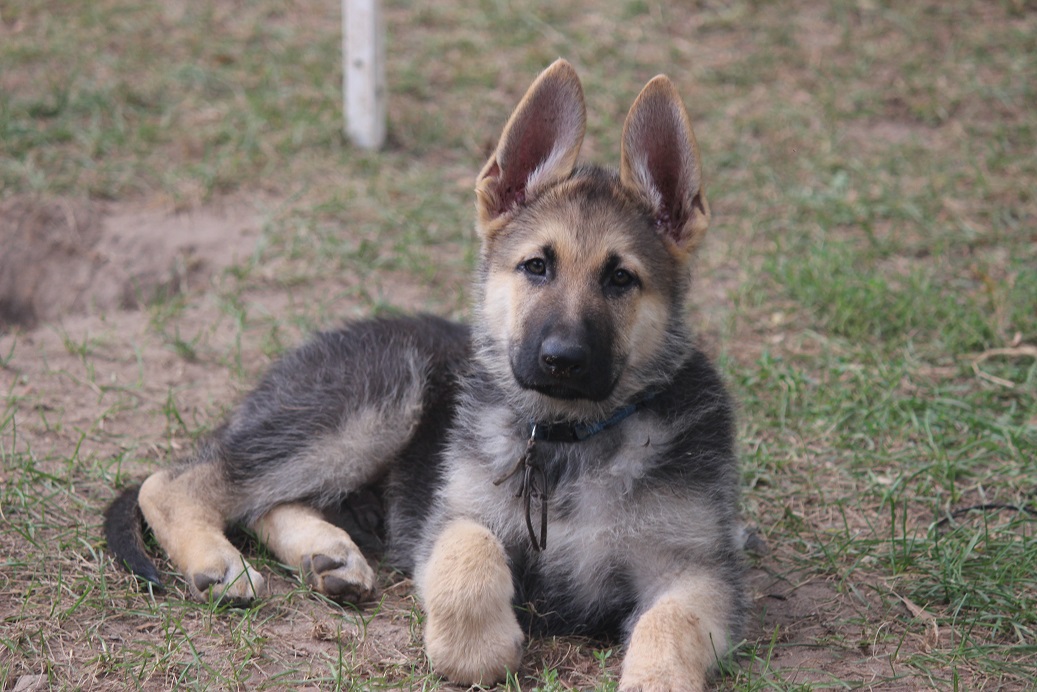 German Shepherd Breeders Michigan