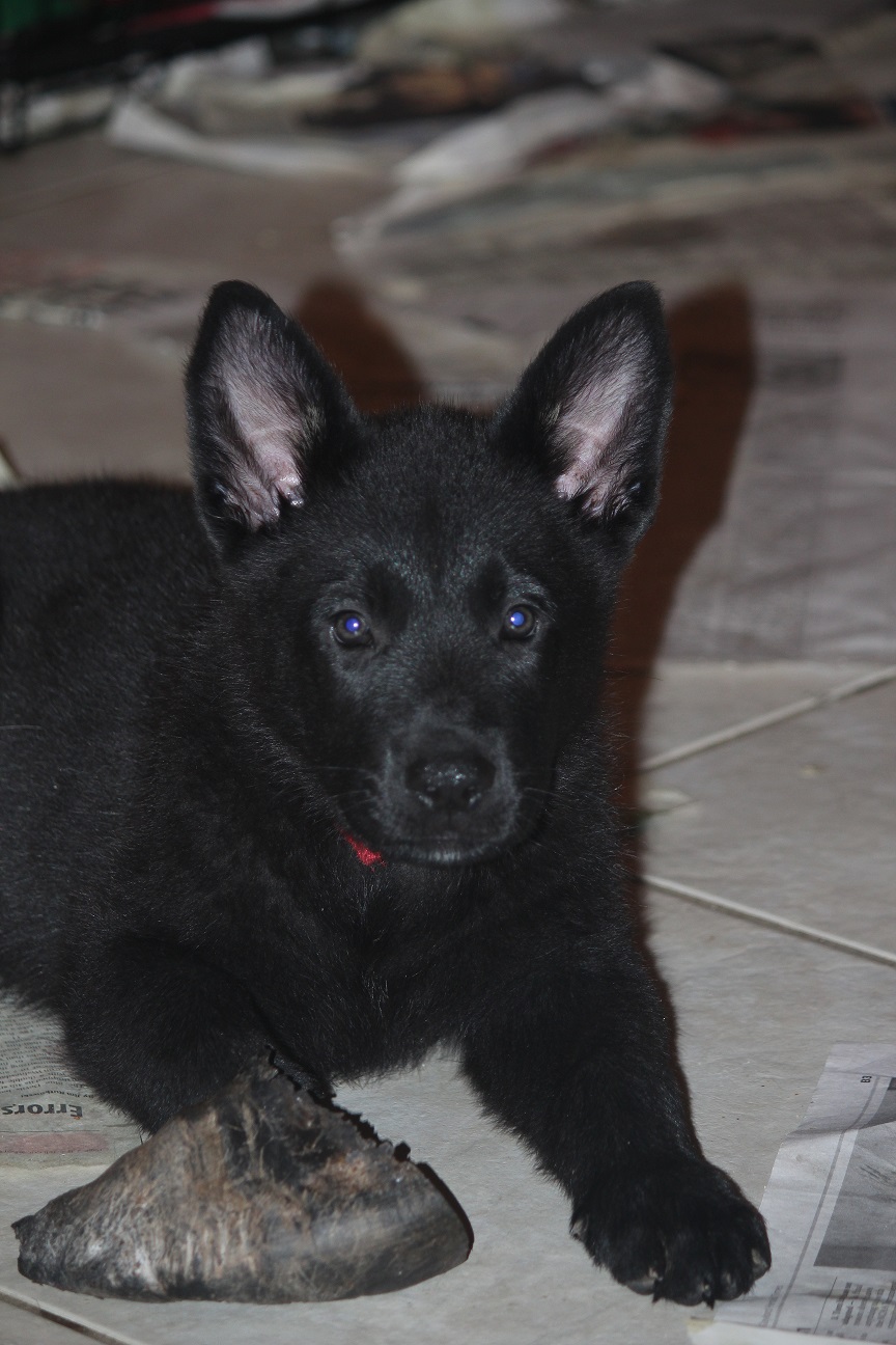 German Shepherd Breeders in Michigan
