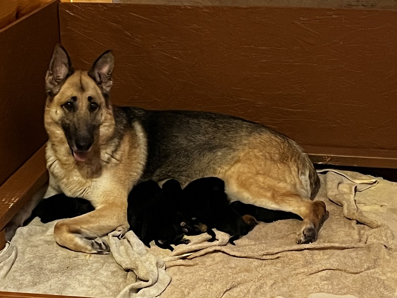 German Shepherd Breeders michigan indiana ohio