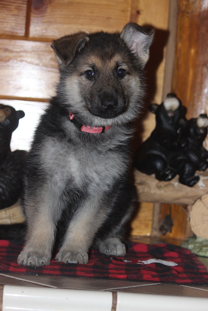German Shepherd Breeders Michigan
