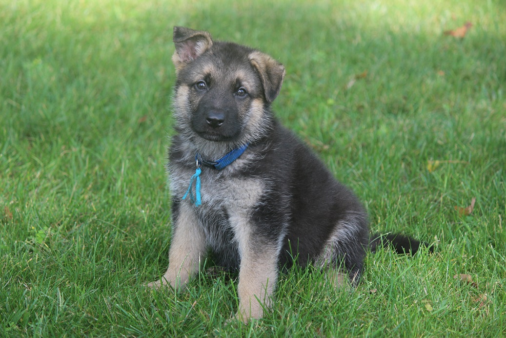 German Shepherd Breeder Michigan