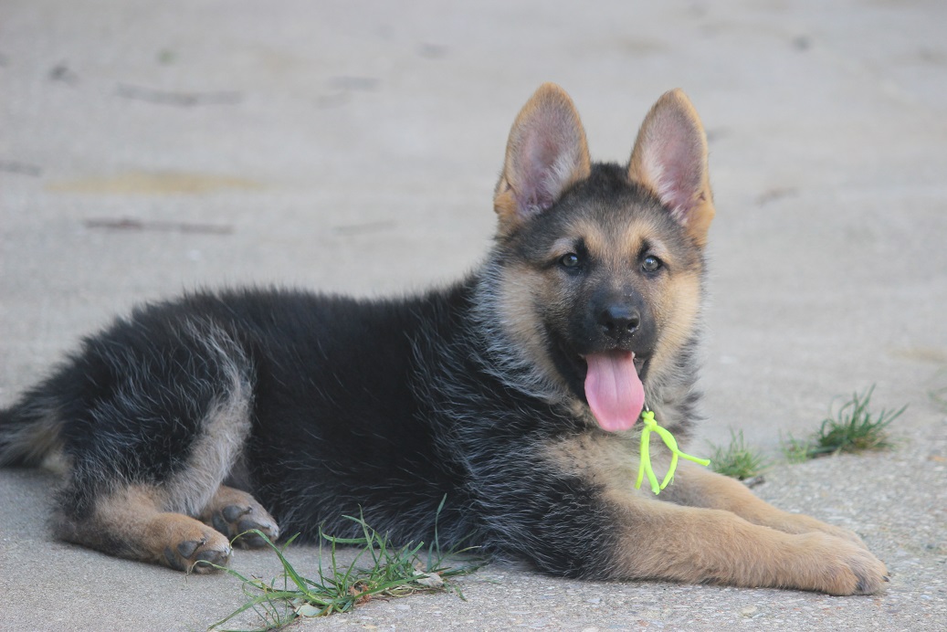 German Shepherd Breeder Michigan