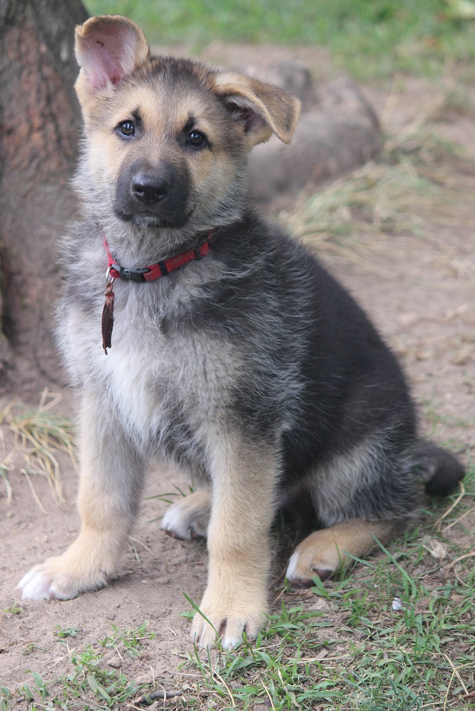 German Shepherd Breeders Michigan