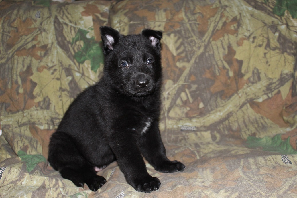 German Shepherd Breeders Michigan